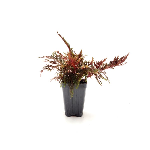 Terrarium Moss - Etsy