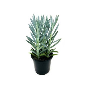 Curio Mount Everest Plant, Curio Ficoides – Houseplant, Foliage Plant ...