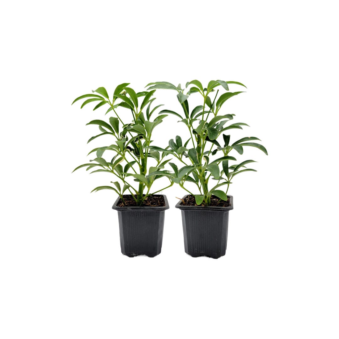 2-PK of Arboricola Moondrop - Schefflera Arboricola Live Plant in 3 ...