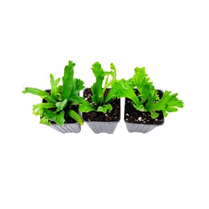 Bird Nest 'leslie' Fern, Asplenium Antiquum leslie Houseplants, Gift ...