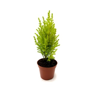 Starter of Lemon Cypress Tree, Cupressus Macrocarpa, Goldcrest Cypress ...