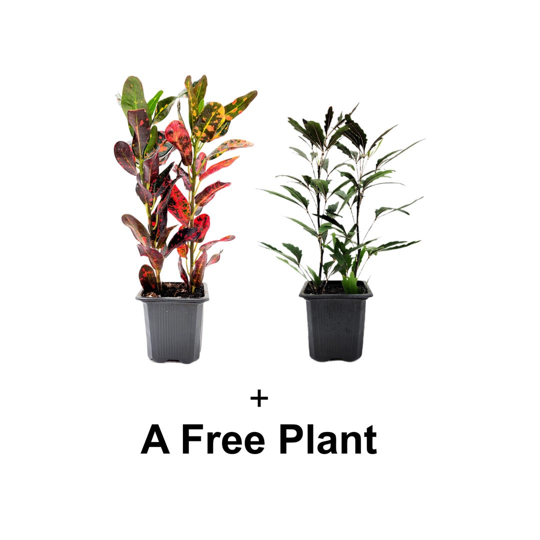 Buy Two Get One Free, Croton Mammy & False Aralia Plant in 3-inch Pots ...