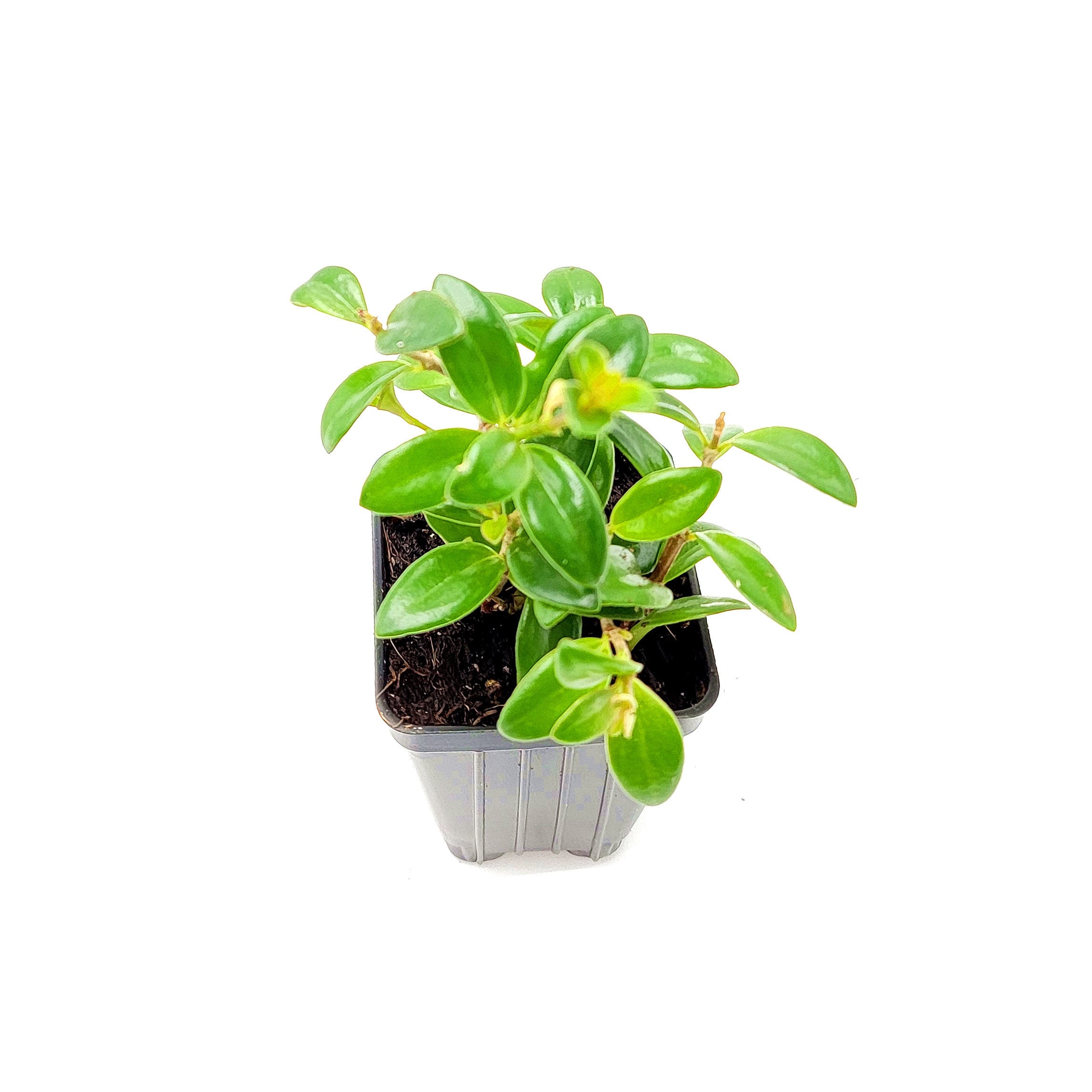 Goldfish Plant Nematanthus Gregarious 2.5 Deep Pot - Etsy