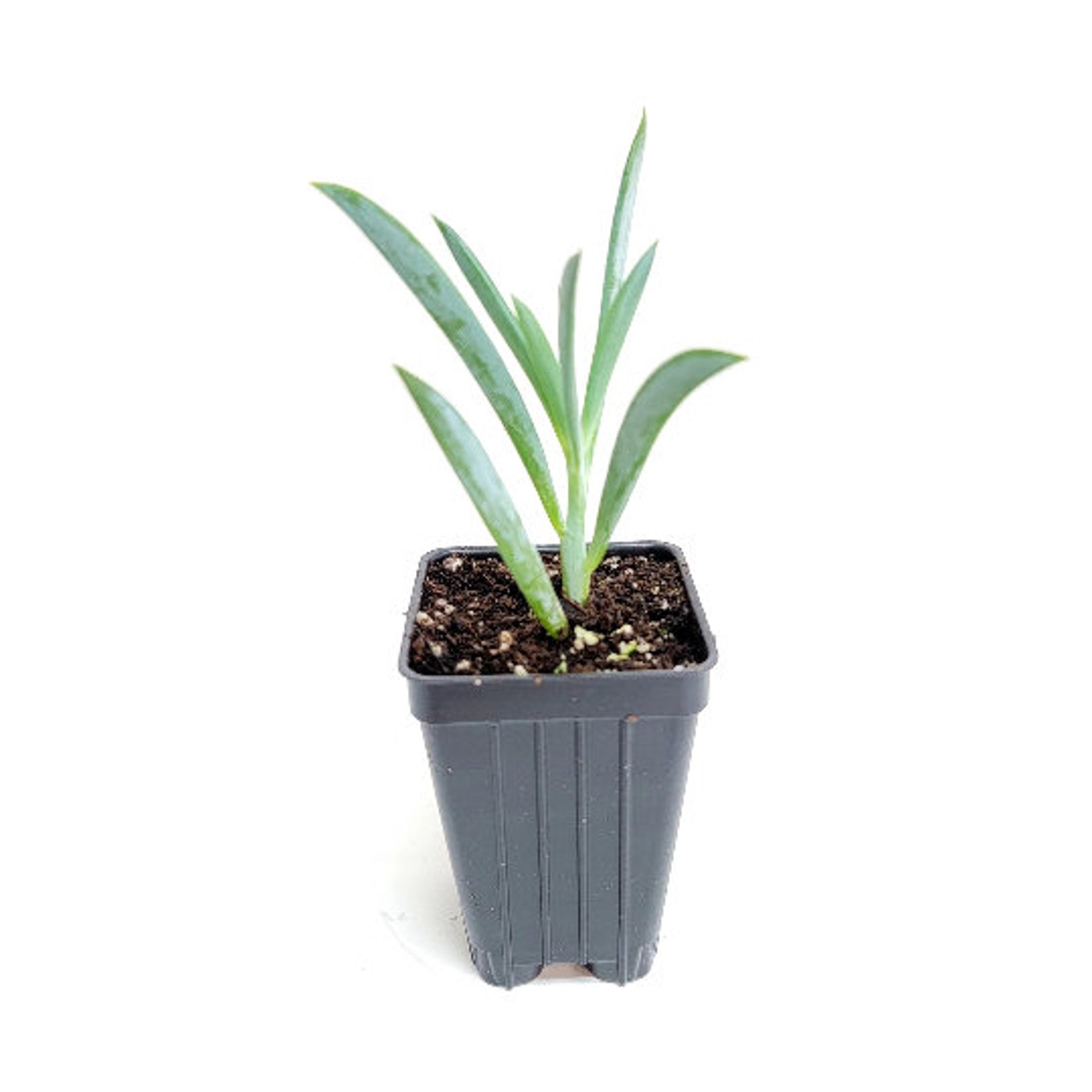 Curio Mount Everest Plant, Curio Ficoides – Houseplant, Foliage Plant ...