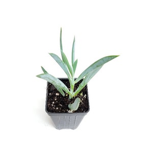 Curio Mount Everest Plant, Curio Ficoides – Houseplant, Foliage Plant ...