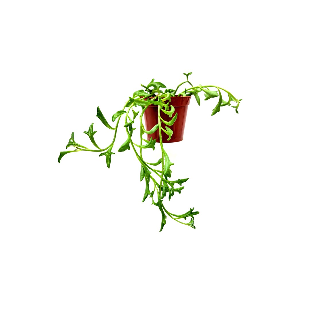 String of Dolphins, Senecio Peregrinus, Dolphin Plant Houseplants ...