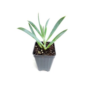 Curio Mount Everest Plant, Curio Ficoides – Houseplant, Foliage Plant ...