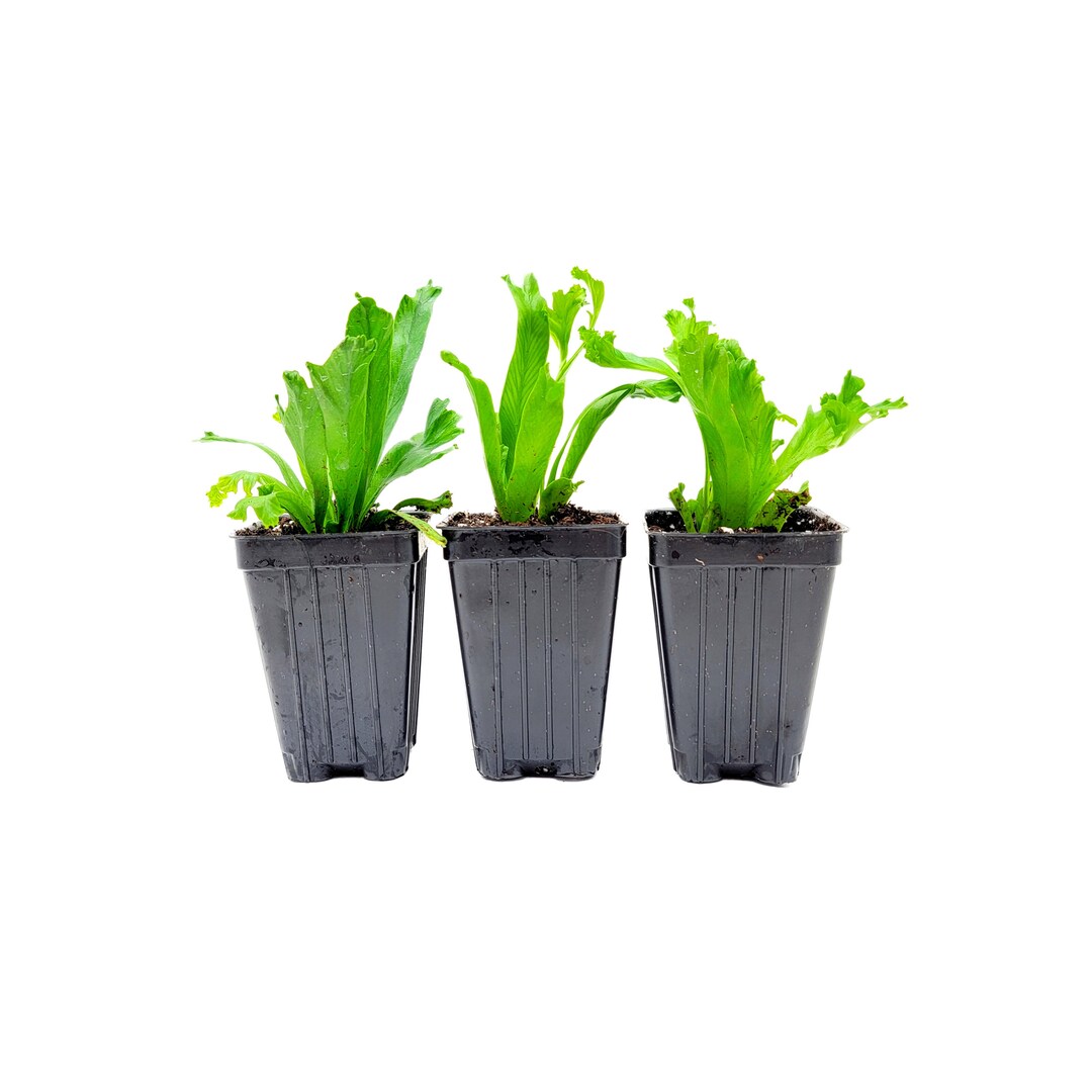 Bird Nest 'leslie' Fern, Asplenium Antiquum leslie Houseplants, Gift ...