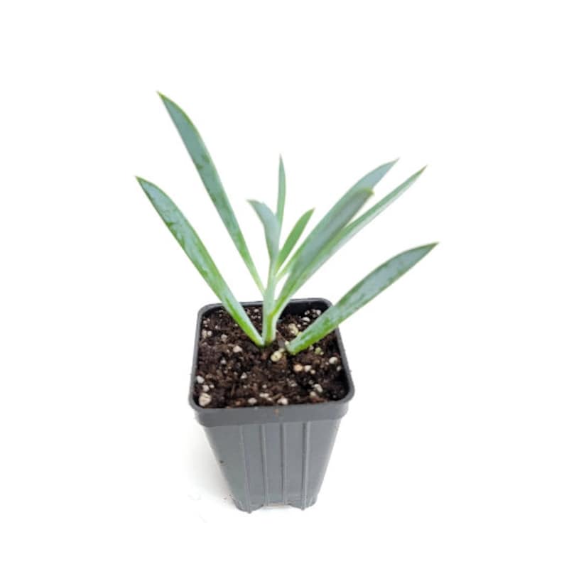 Curio Mount Everest Plant Curio Ficoides Houseplant - Etsy