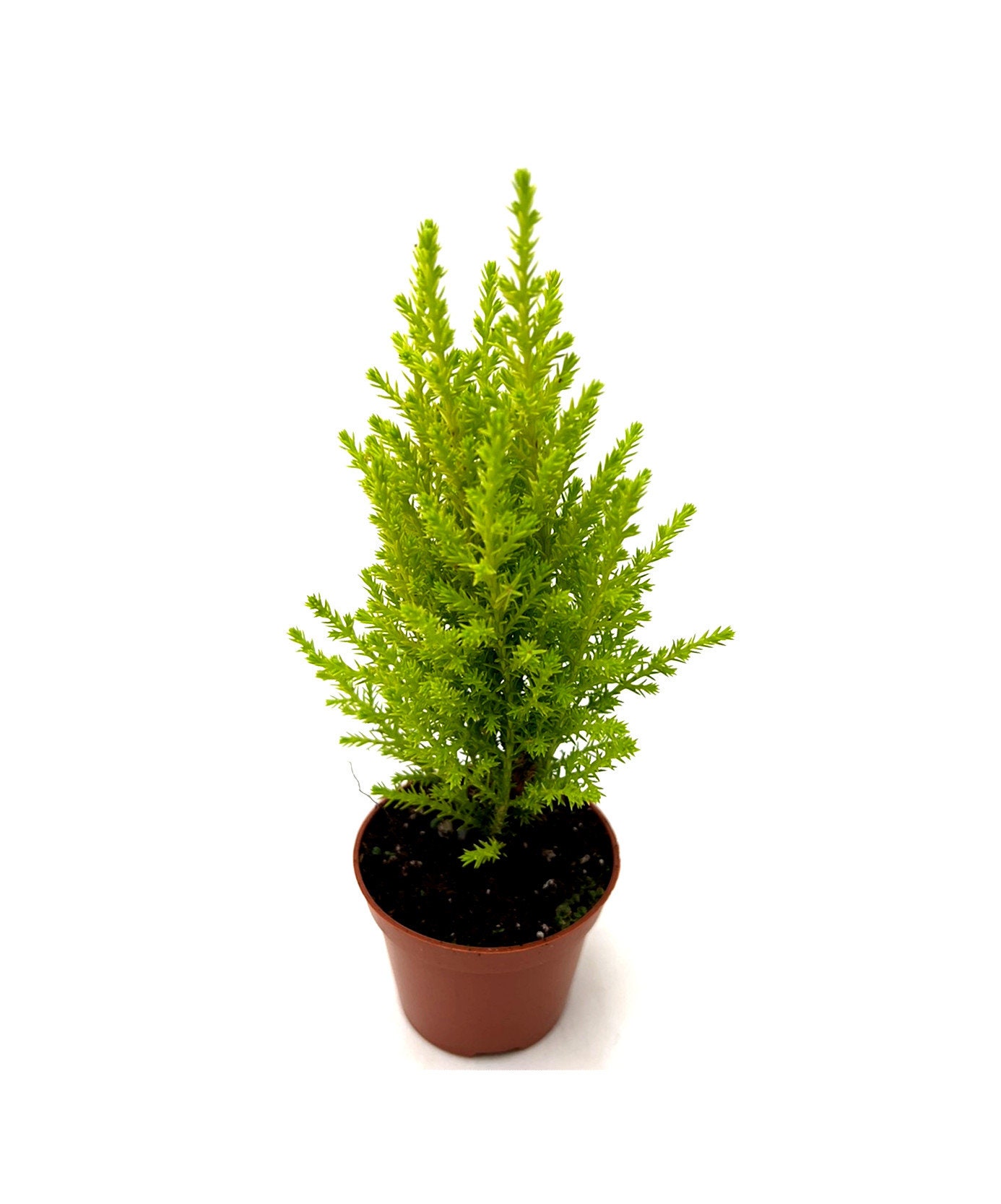 Starter of Lemon Cypress Tree Cupressus Macrocarpa Goldcrest - Etsy