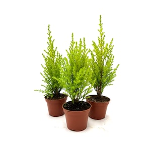 Starter of Lemon Cypress Tree, Cupressus Macrocarpa, Goldcrest Cypress ...