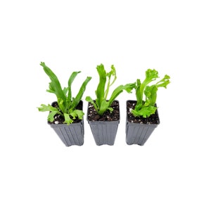 Bird Nest 'leslie' Fern, Asplenium Antiquum leslie Houseplants, Gift ...