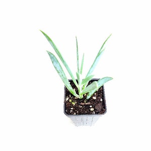 Curio Mount Everest Plant, Curio Ficoides – Houseplant, Foliage Plant ...