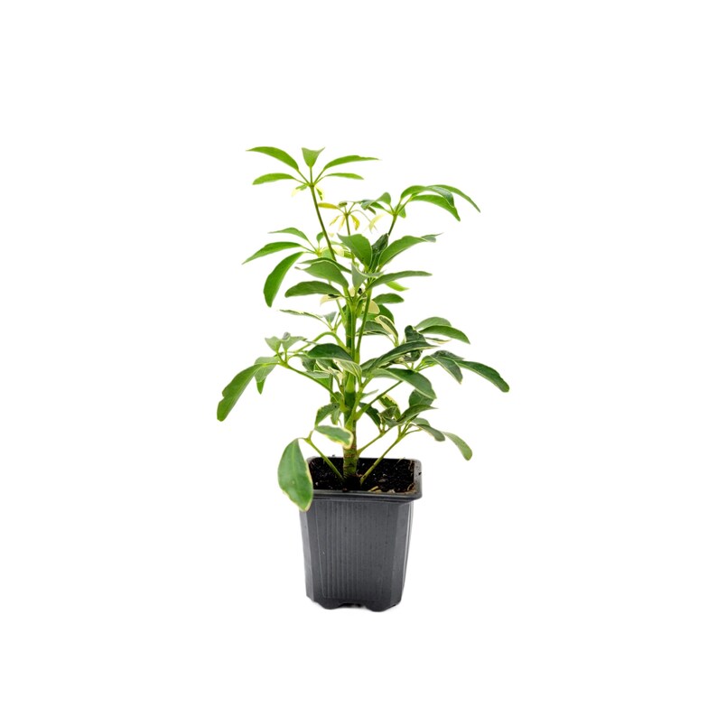 Arboricola Moondrop - Schefflera Arboricola Live Plant in 3-inch Pot ...