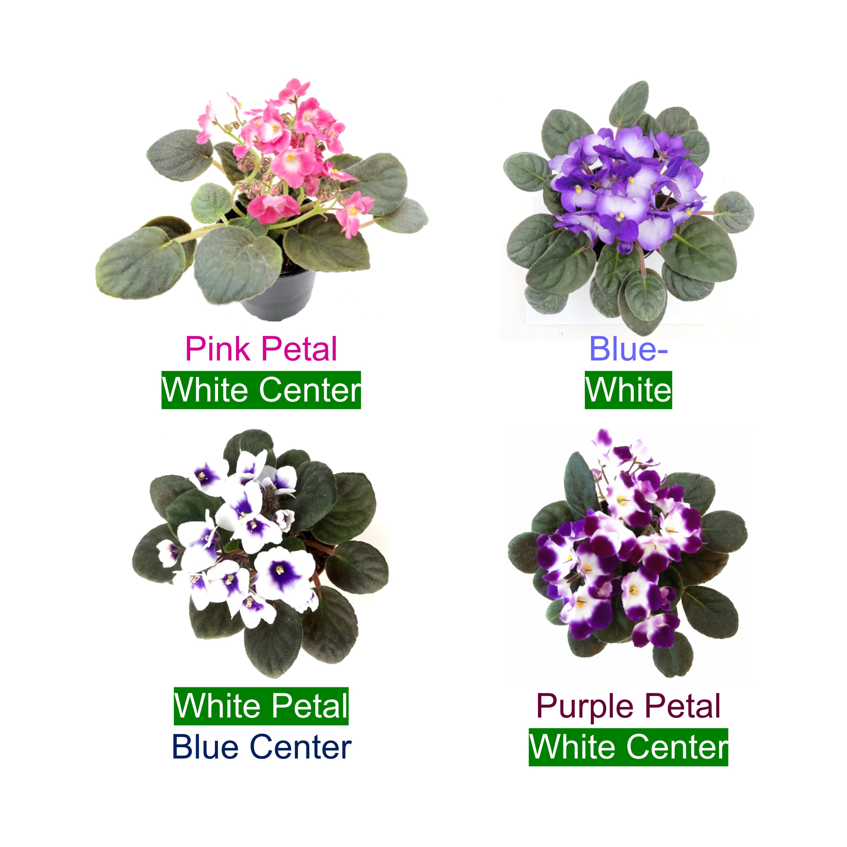 African Violet Color