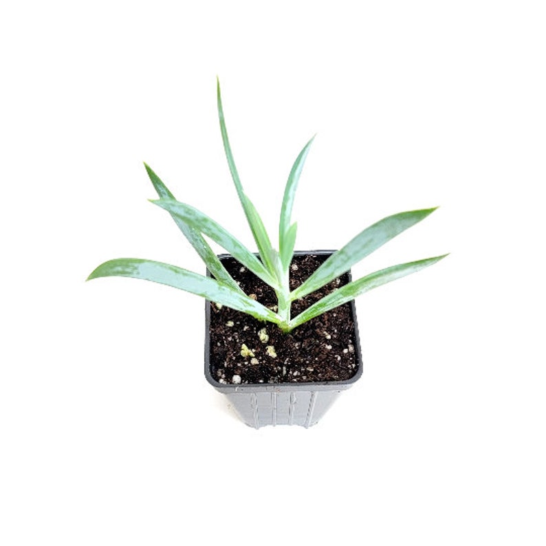 Curio Mount Everest Plant, Curio Ficoides – Houseplant, Foliage Plant ...