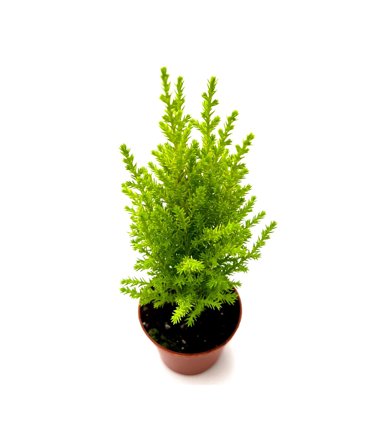 Starter of Lemon Cypress Tree Cupressus Macrocarpa Goldcrest - Etsy