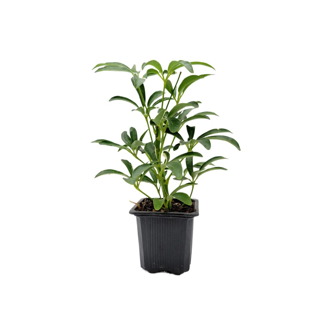 Arboricola Moondrop - Schefflera Arboricola Live Plant in 3-inch Pot ...