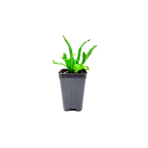 Bird Nest 'leslie' Fern, Asplenium Antiquum leslie Houseplants, Gift ...
