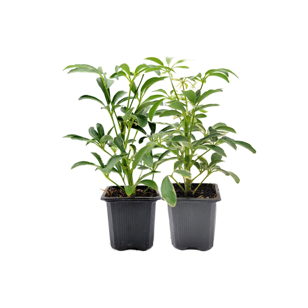 Twin-pk Live Arboricola Moondrop in 3” Pots, Schefflera Arboricola ...
