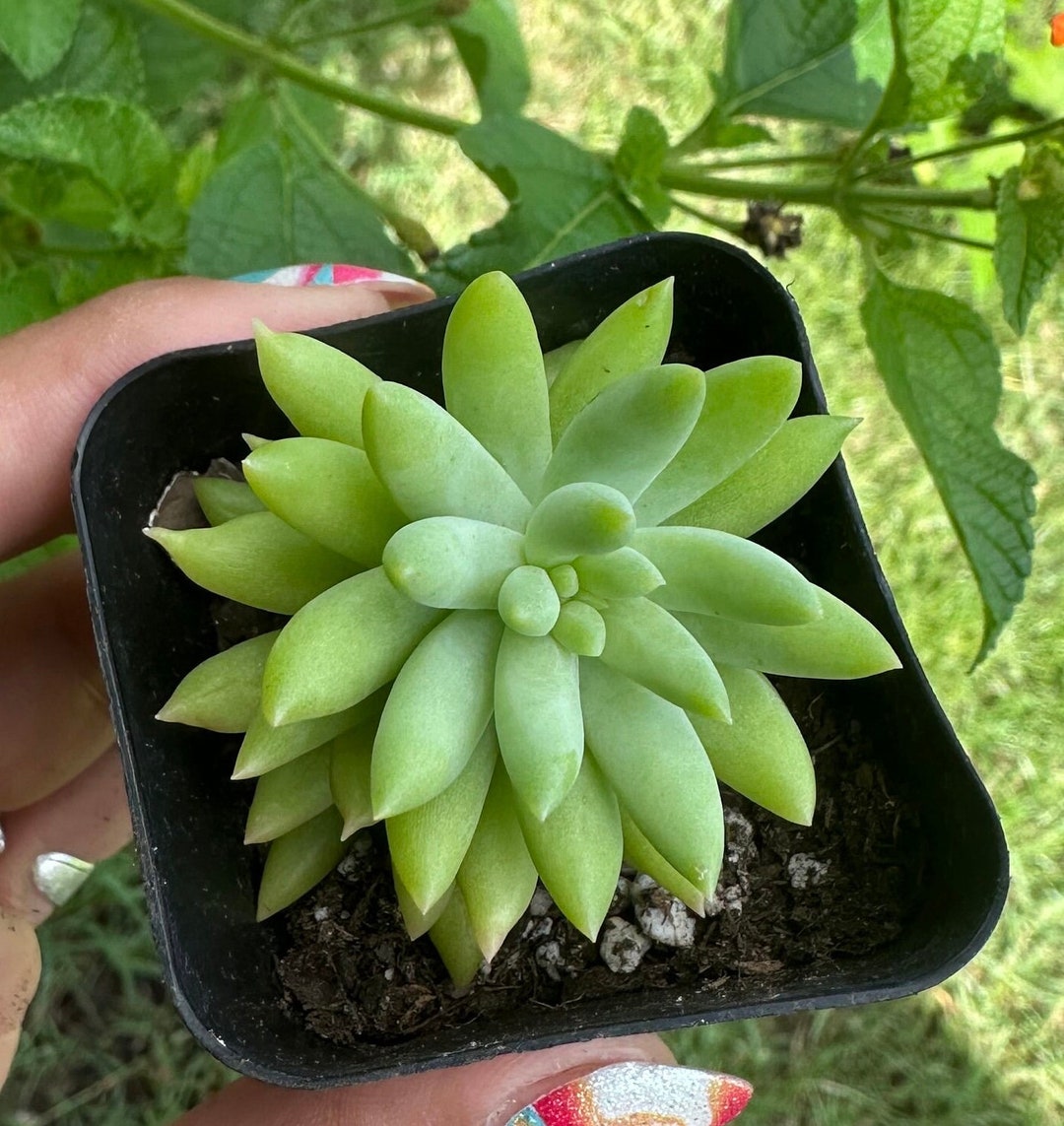 2,5” Giant Burro Tail Donkey Tail - Etsy