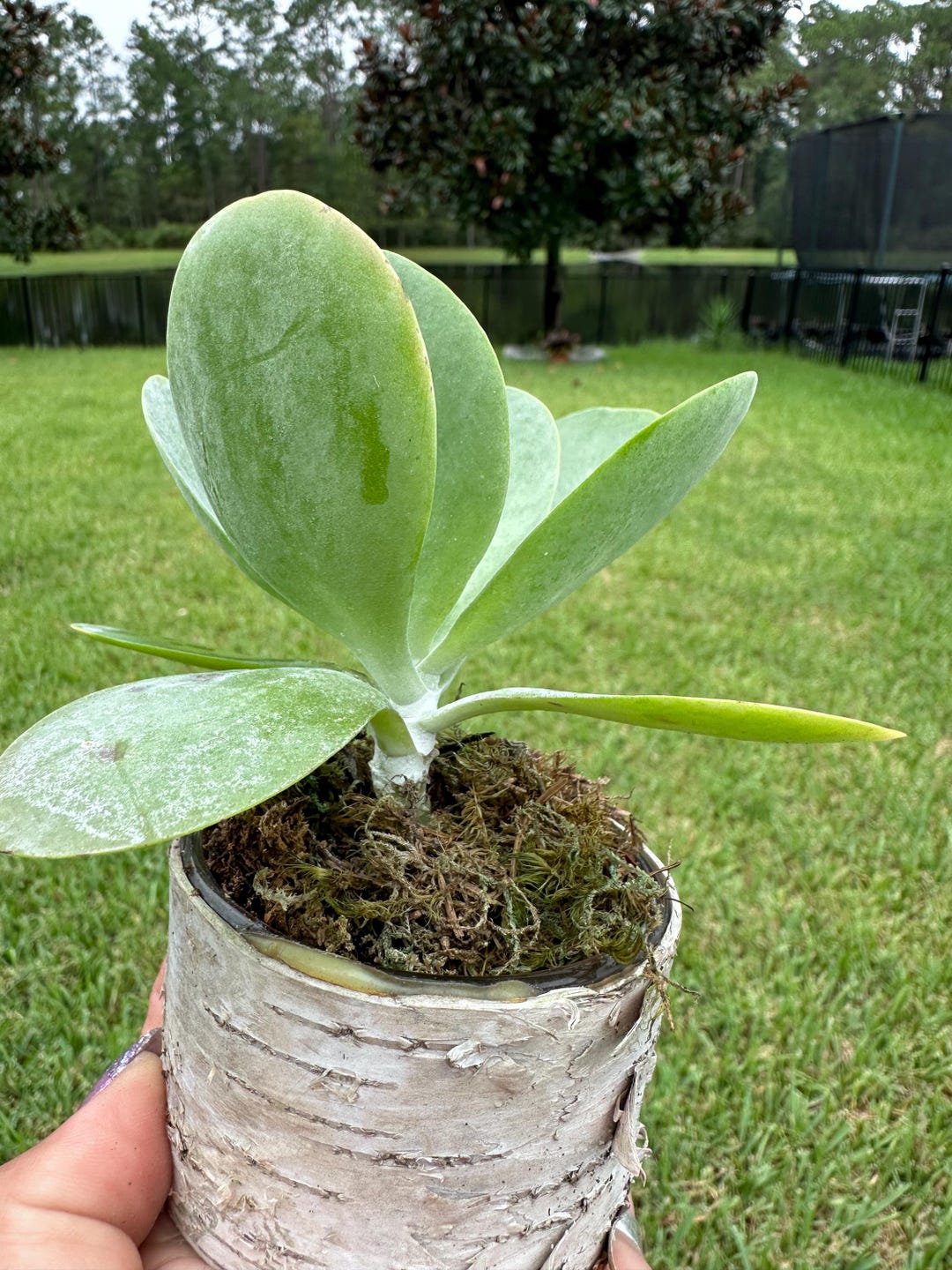 Paddle Plant (kalanchoe Thyrsiflora) - Stunning Succulent With Paddle ...