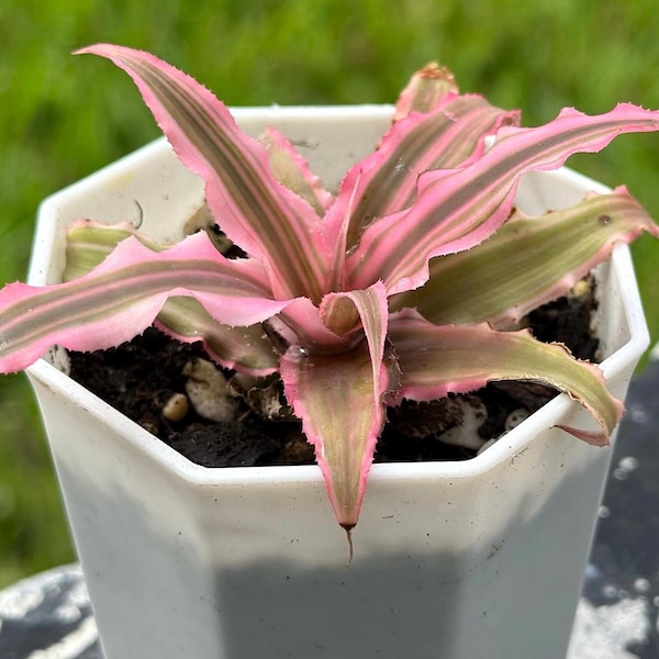 Cryptanthus - Etsy