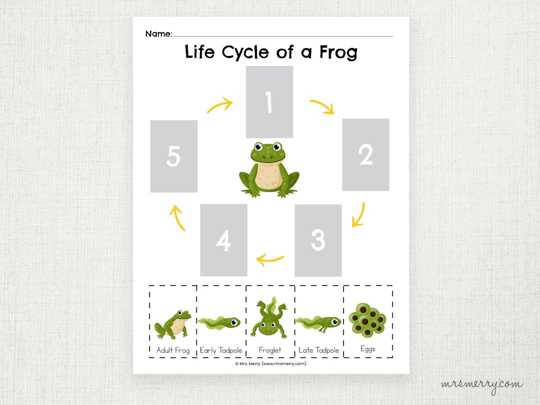 Life Cycle of a Frog Matching Printable Worksheet for Classroom - Etsy