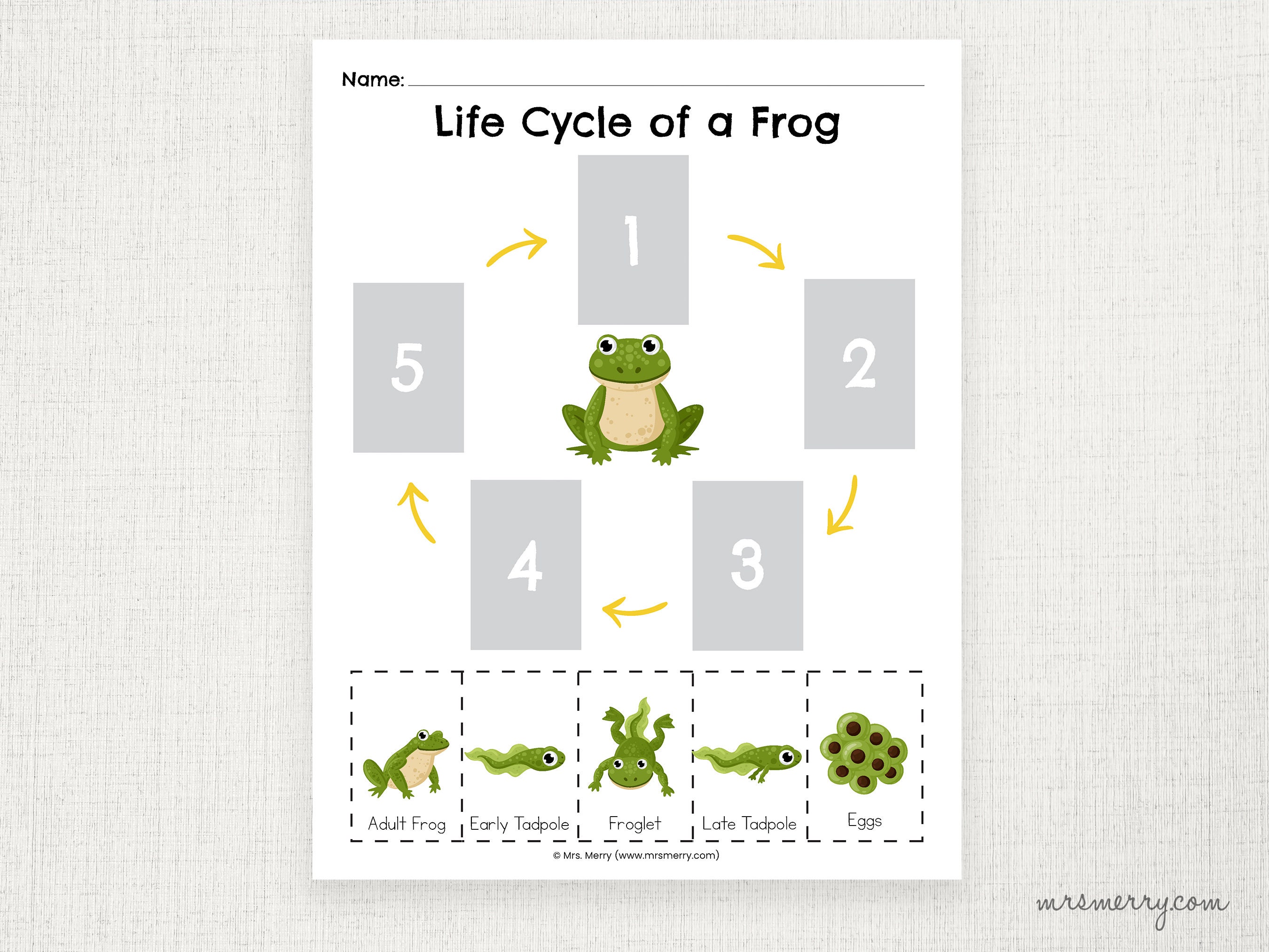 Life Cycle of a Frog Matching Printable Worksheet for Classroom - Etsy