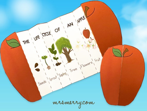Life Cycle of an Apple Foldable Apple Craft Activity for - Etsy