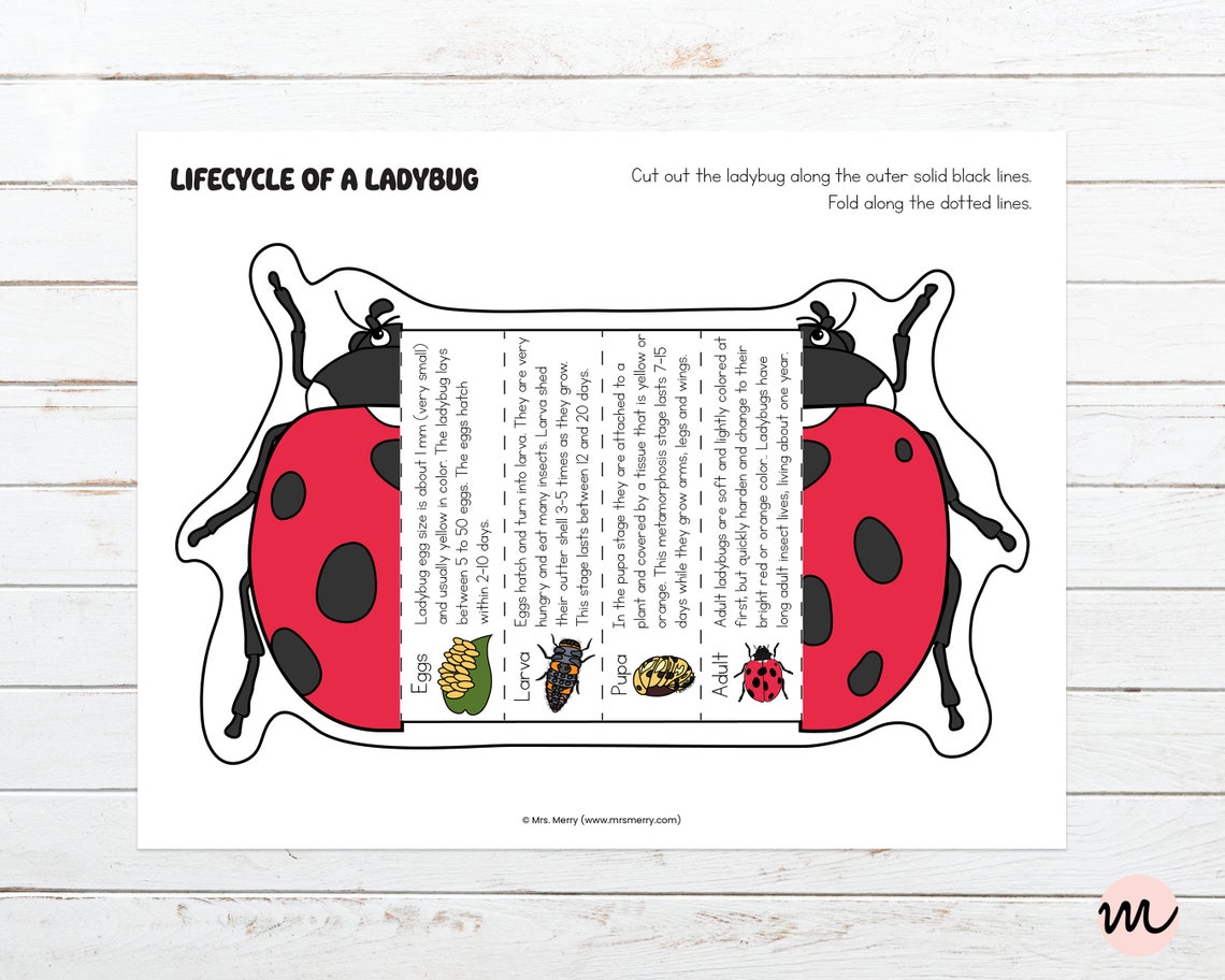 Lifecycle of a Ladybug Foldable Template, Ladybird Kids Craft, Kids ...