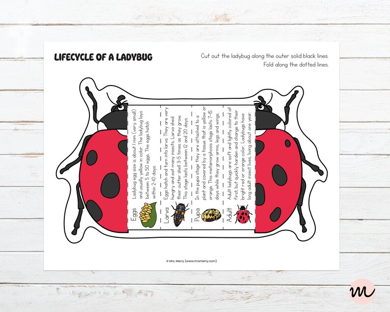 Lifecycle of a Ladybug Foldable Template, Ladybird Kids Craft, Kids ...