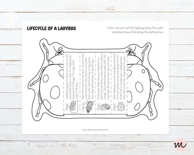 Lifecycle of a Ladybug Foldable Template, Ladybird Kids Craft, Kids ...