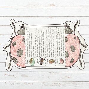 Lifecycle of a Ladybug Foldable Template, Ladybird Kids Craft, Kids ...