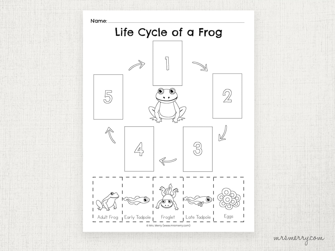 Life Cycle of a Frog Matching Printable Worksheet for Classroom - Etsy