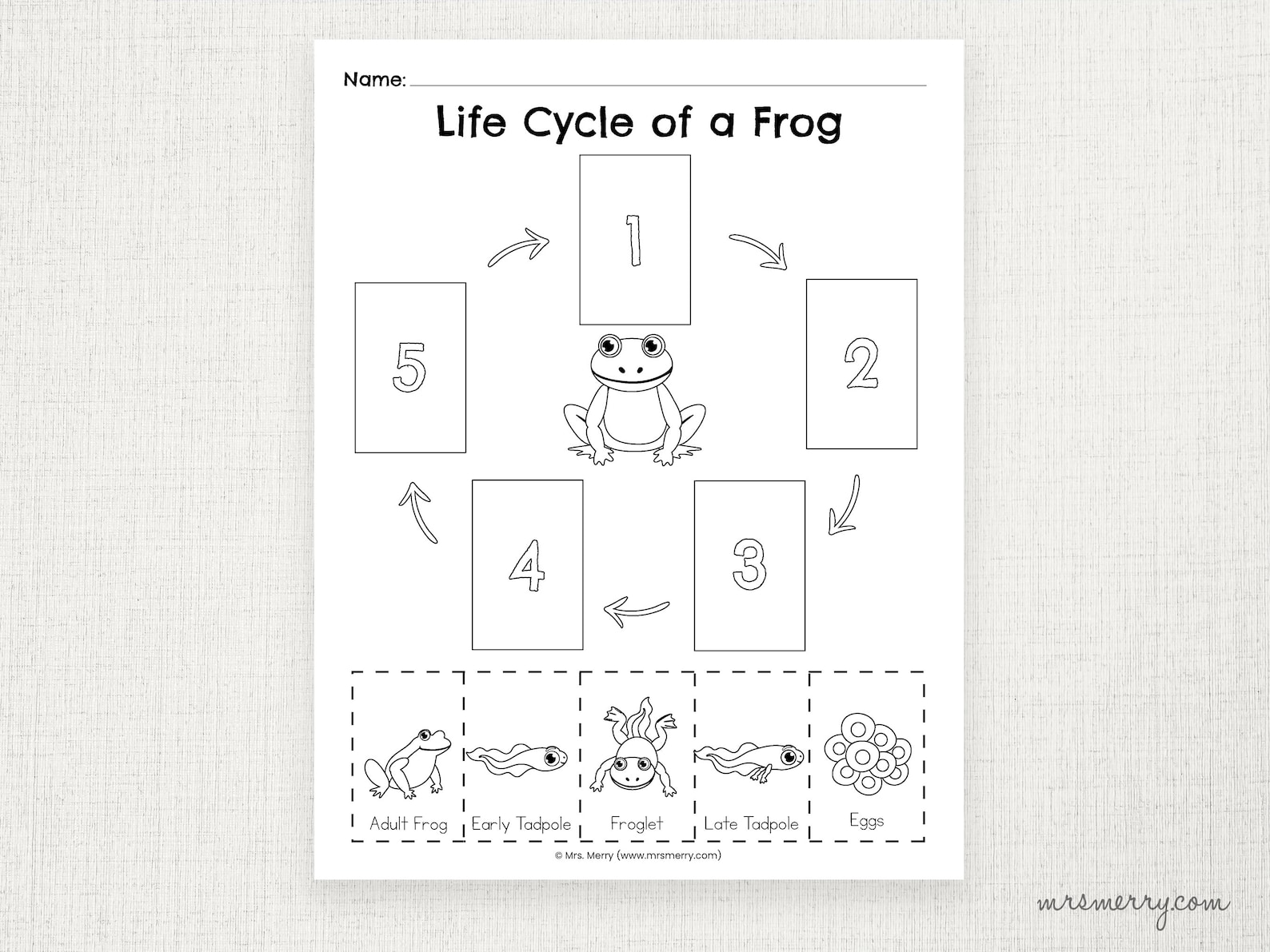 Life Cycle of a Frog Matching Printable Worksheet for Classroom - Etsy