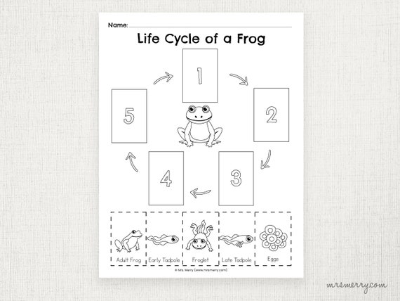 Hoja De Trabajo Sobre El Ciclo De Vida De La Rana Para Niños