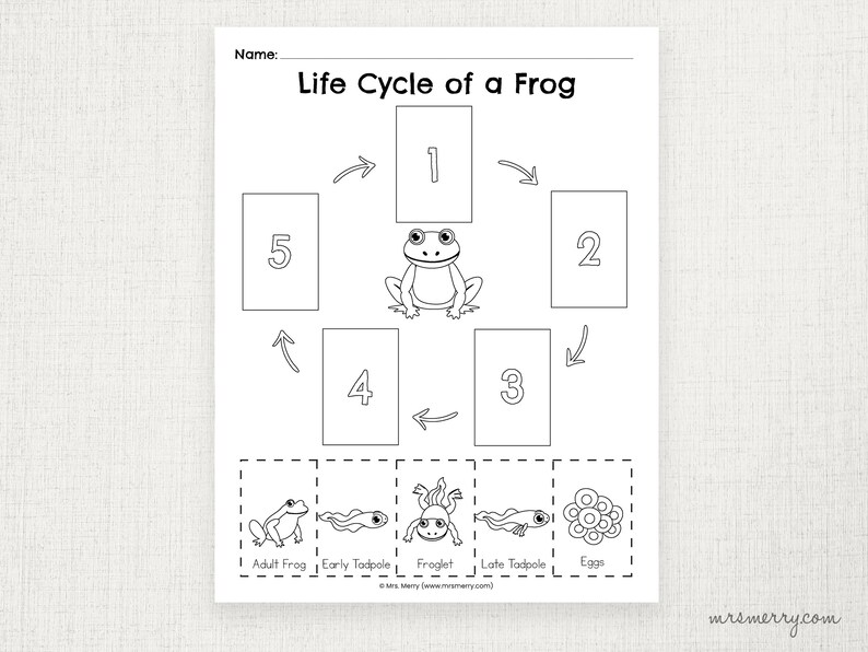 Life Cycle of a Frog Matching Printable Worksheet for Classroom - Etsy