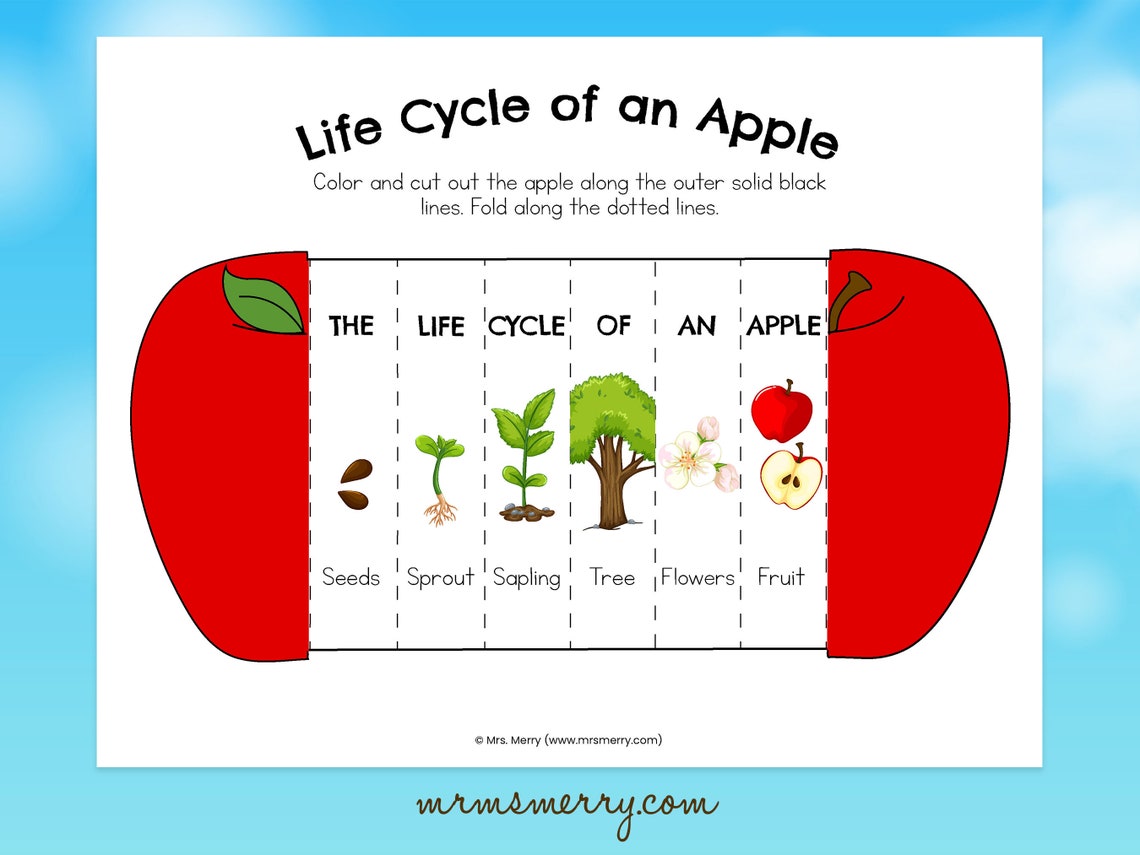 Life Cycle of an Apple Foldable | Apple Craft Activity for Kids ...