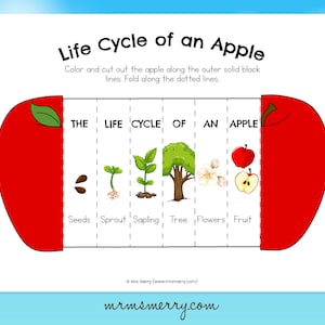 Life Cycle of an Apple Foldable | Apple Craft Activity for Kids ...