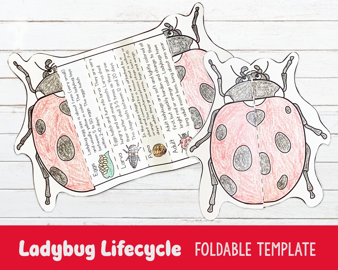 Lifecycle of a Ladybug Foldable Template, Ladybird Kids Craft, Kids ...