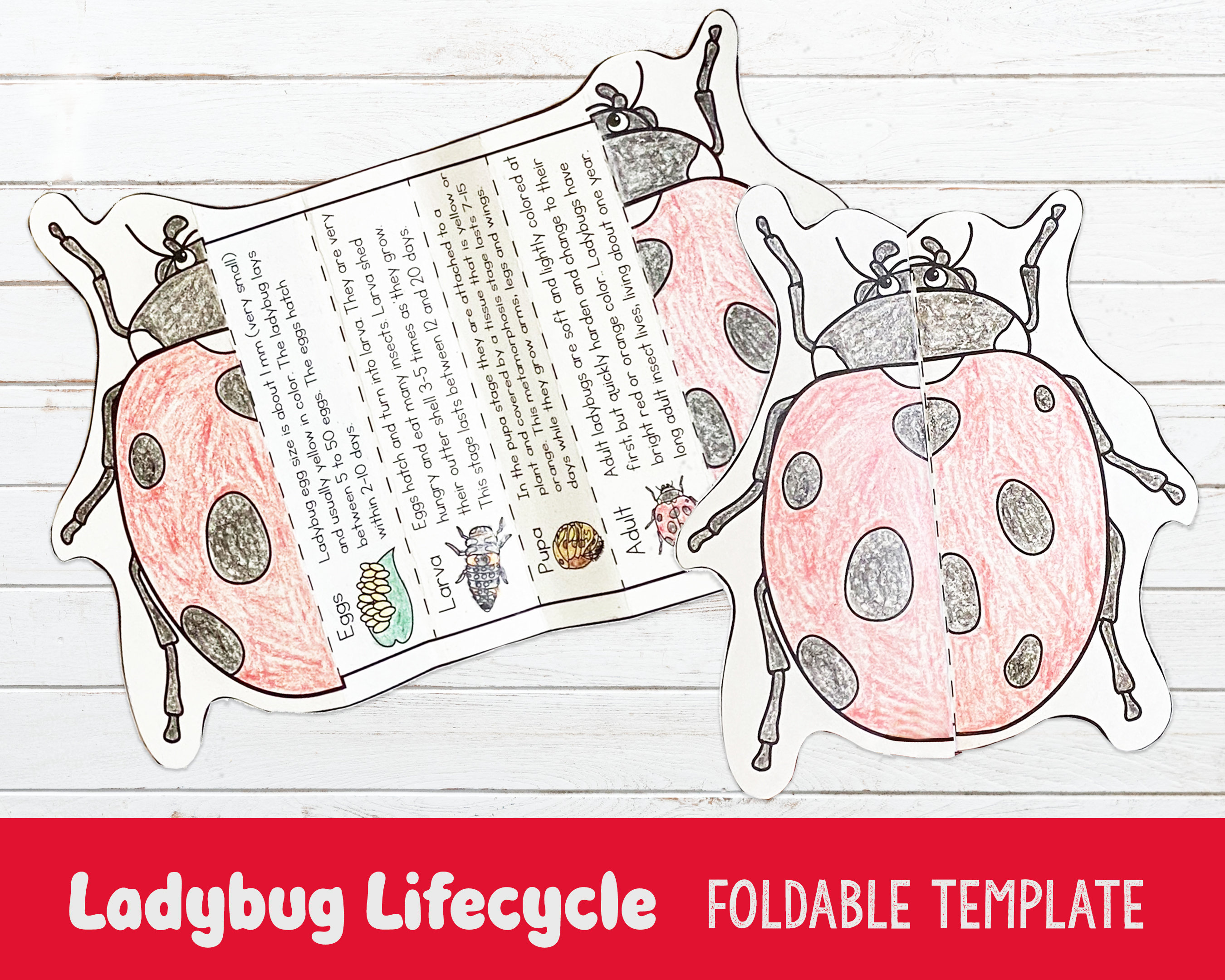 Lifecycle of a Ladybug Foldable Template, Ladybird Kids Craft, Kids ...