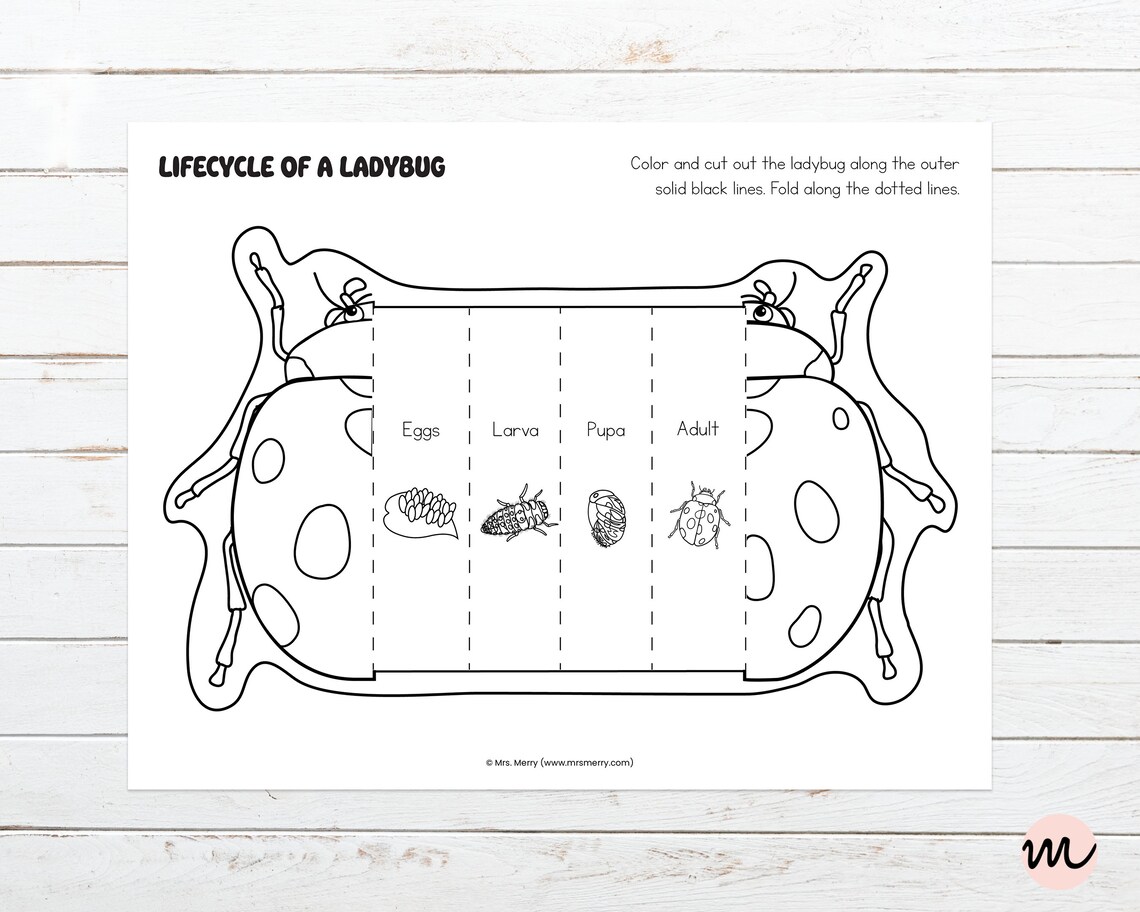 Lifecycle of a Ladybug Foldable Template, Ladybird Kids Craft, Kids ...