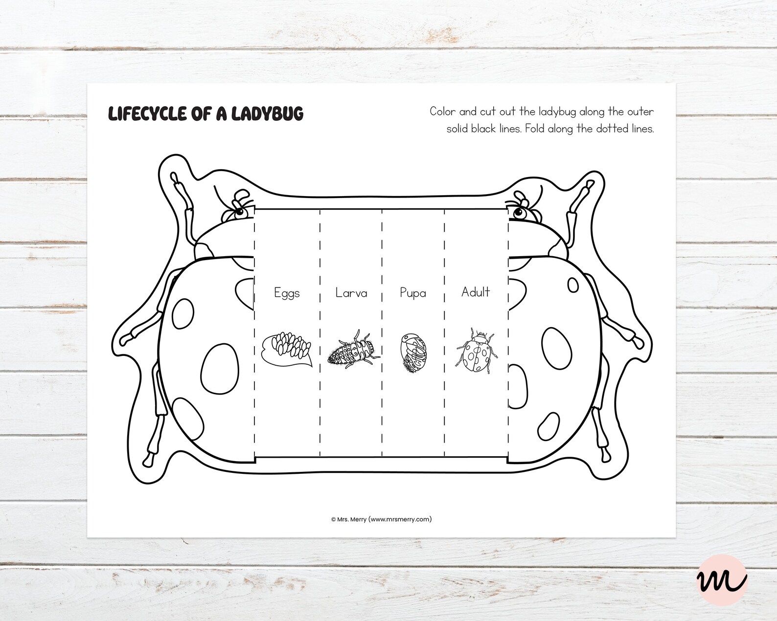 Lifecycle of a Ladybug Foldable Template, Ladybird Kids Craft, Kids ...