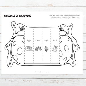 Lifecycle of a Ladybug Foldable Template, Ladybird Kids Craft, Kids ...