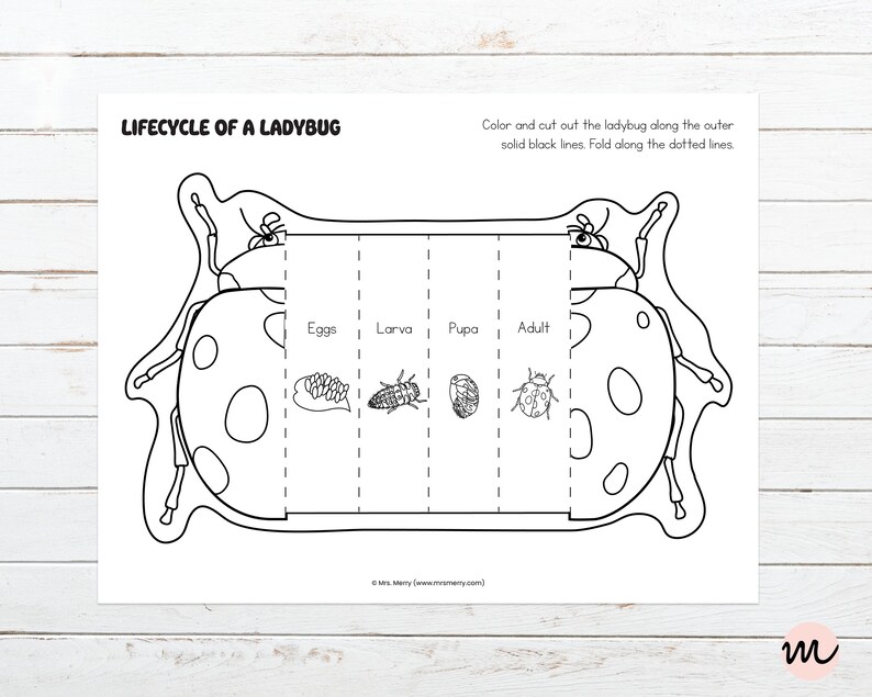 Lifecycle of a Ladybug Foldable Template, Ladybird Kids Craft, Kids ...