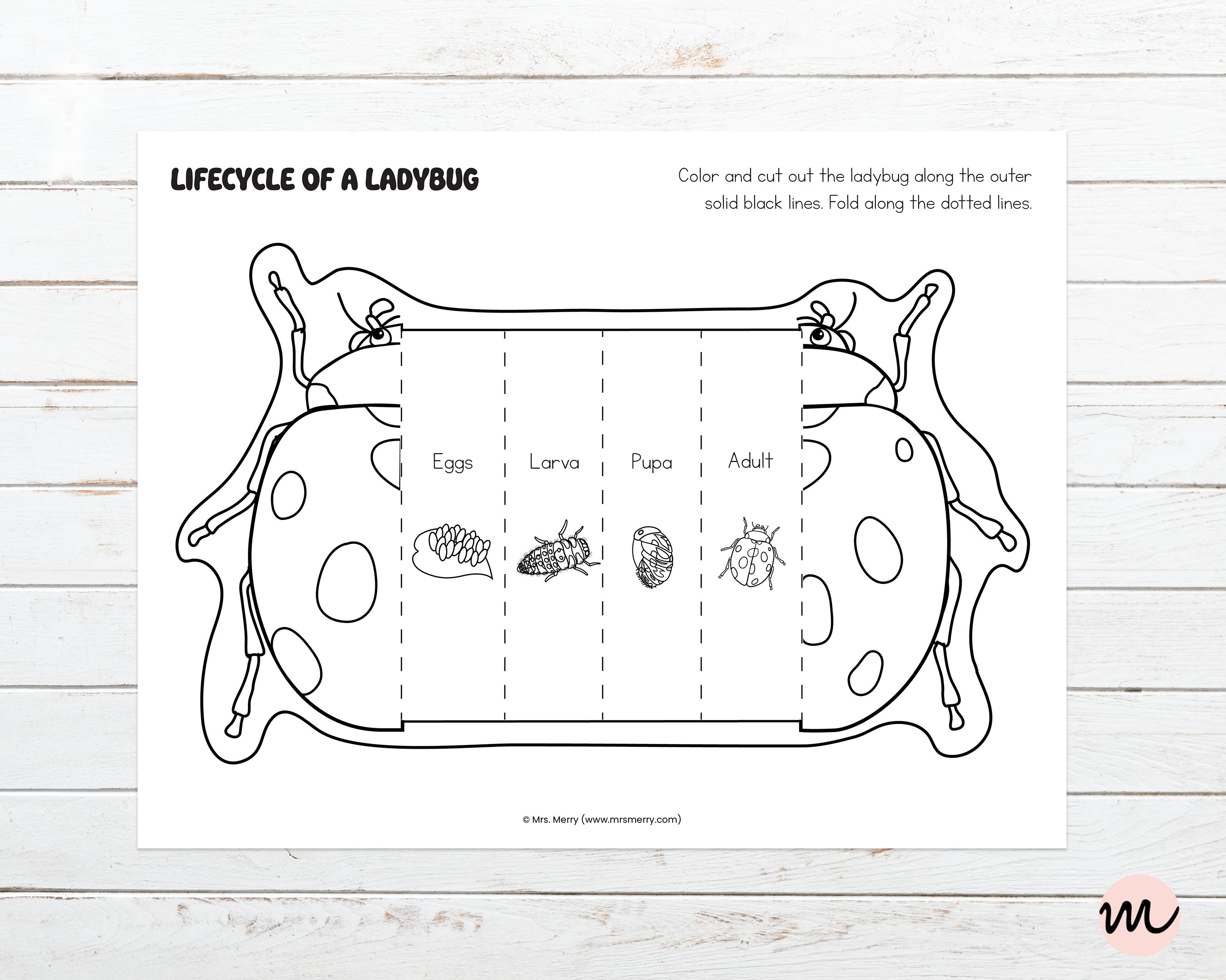 Lifecycle of a Ladybug Foldable Template, Ladybird Kids Craft, Kids ...