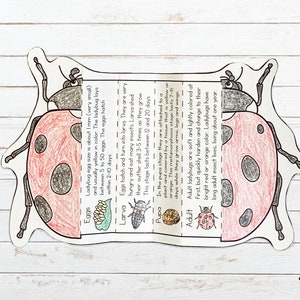 Lifecycle of a Ladybug Foldable Template, Ladybird Kids Craft, Kids ...