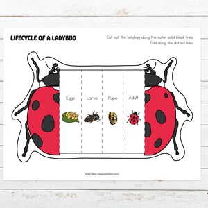 Lifecycle of a Ladybug Foldable Template, Ladybird Kids Craft, Kids ...