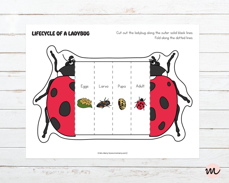 Lifecycle of a Ladybug Foldable Template, Ladybird Kids Craft, Kids Scient, Insect Theme, Cut ...
